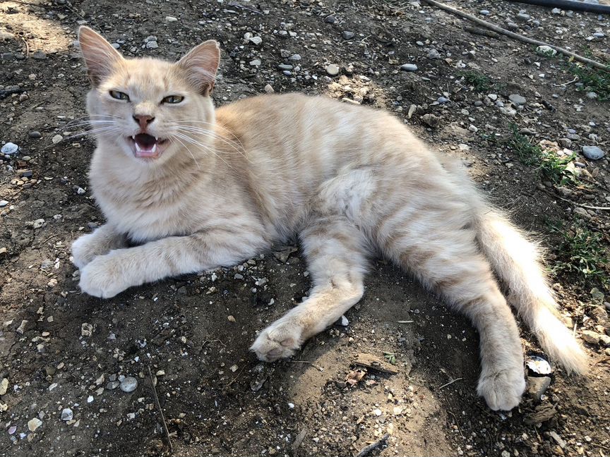 Котята разные домашние