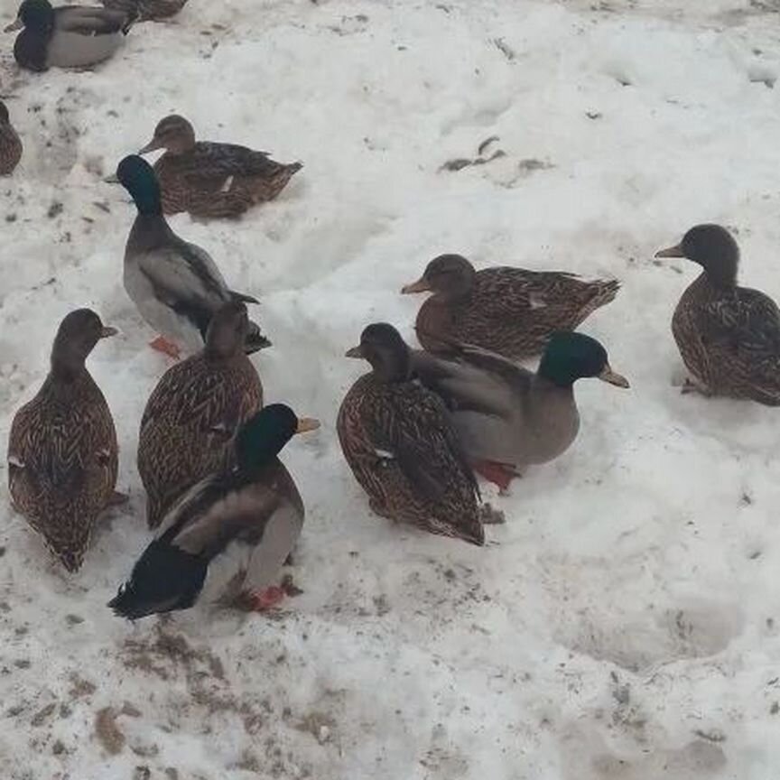 Подсадные утки для охоты