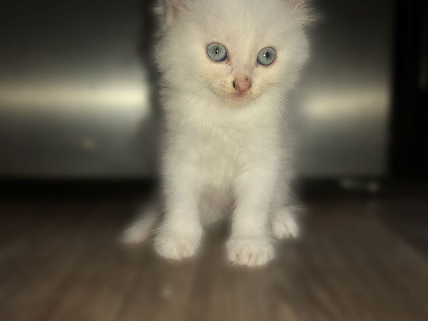 Добрые и ласковые котята в добрые руки