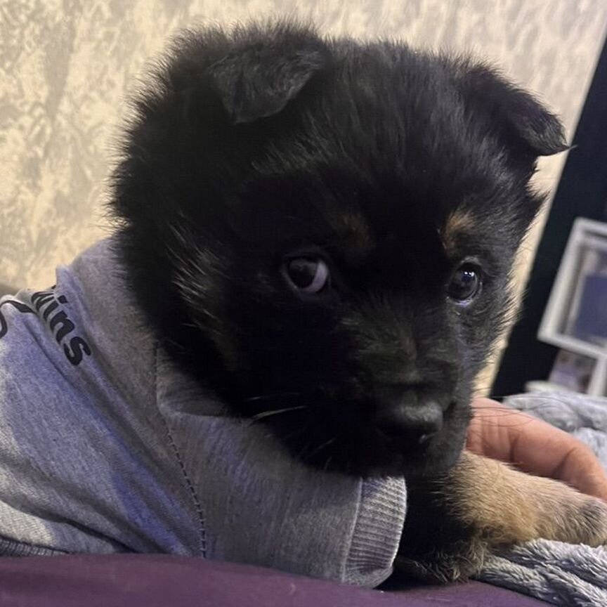 Немецкая овчарка, щенок