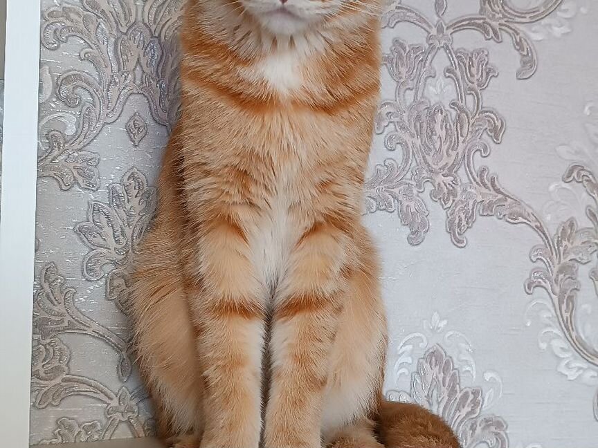 Отдам кота в добрые руки