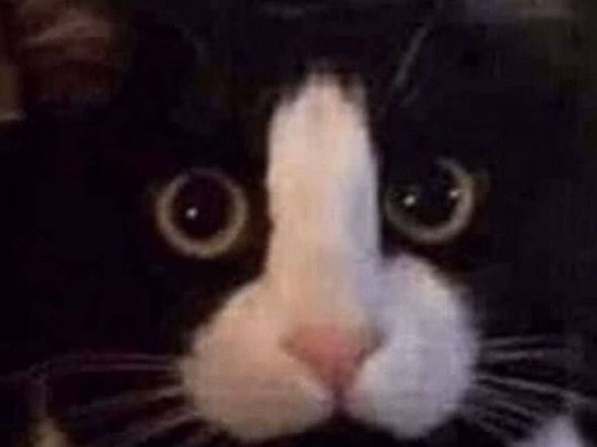 Кот