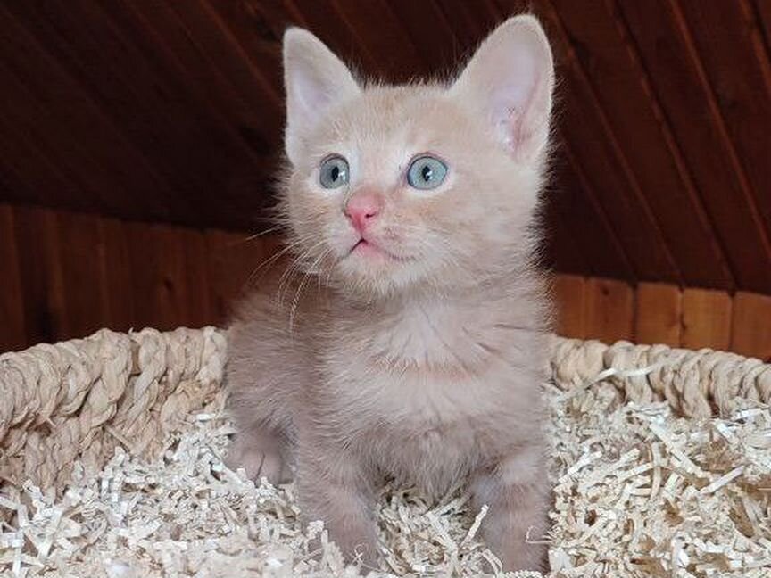 Котята в добрые руки бесплатно