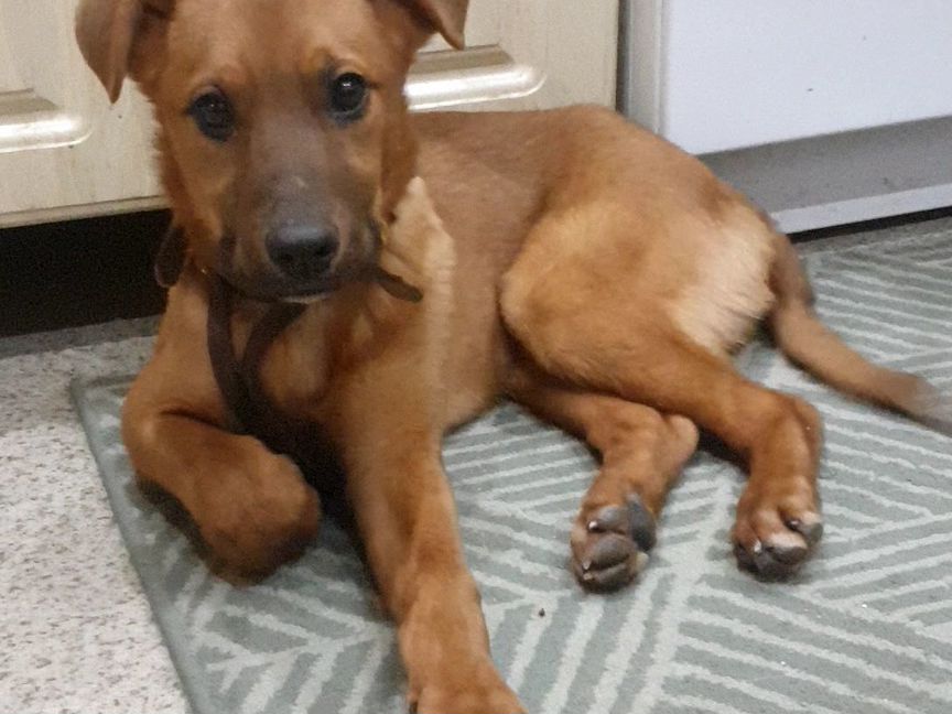 Ищем семью для щенка