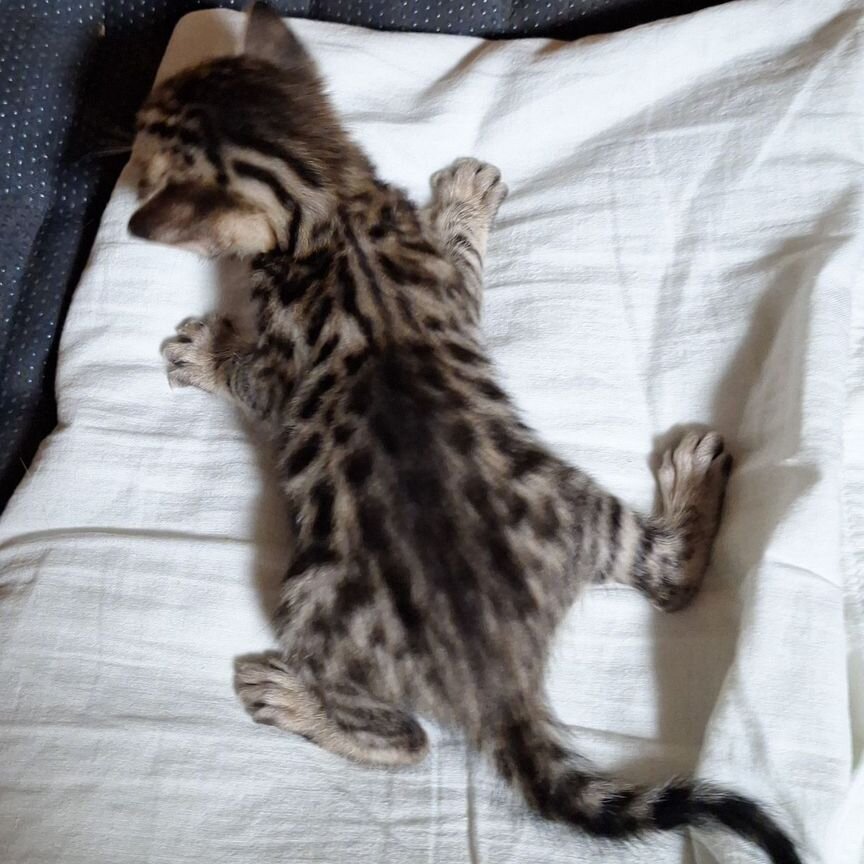 Кошечка