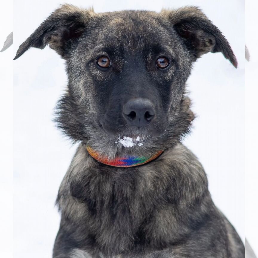 Небольшая собака в хорошие руки бесплатно