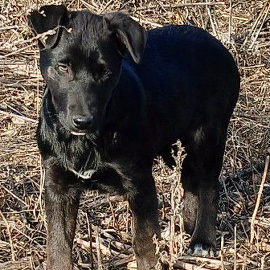 Щенок мальчик, во двор в будку