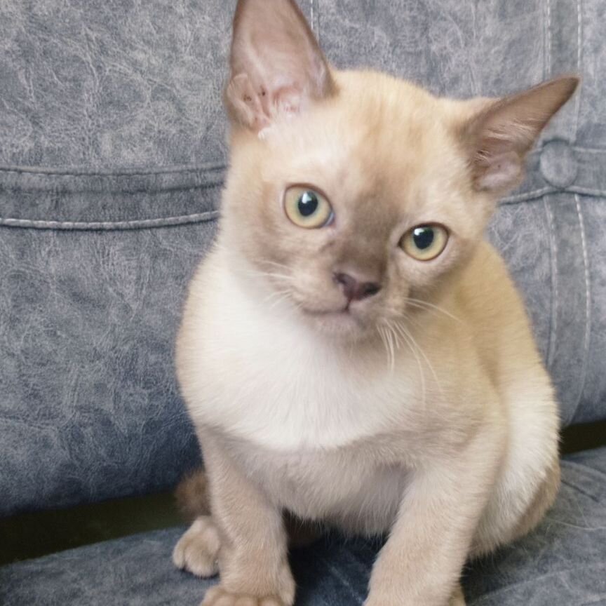 Бурманские котята