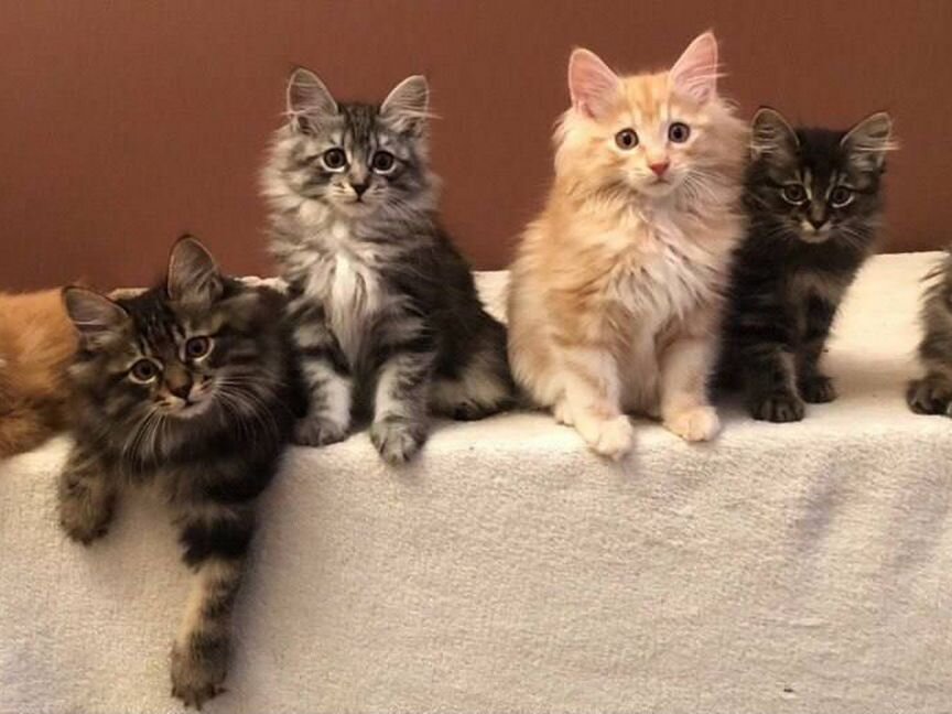 Сибирские котята