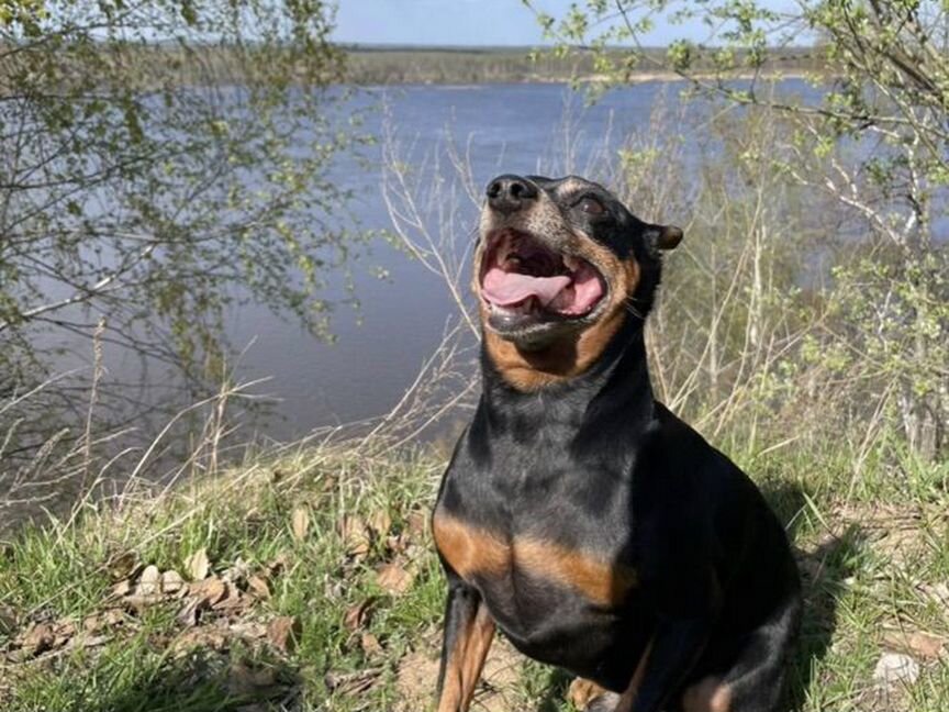 Собака в добрые руки