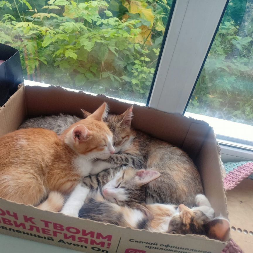 Котятки в добрые руки