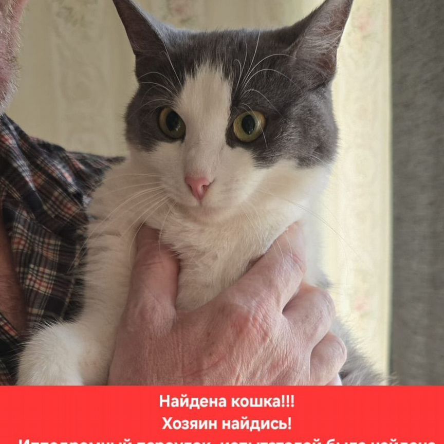 Найдена Кошечка