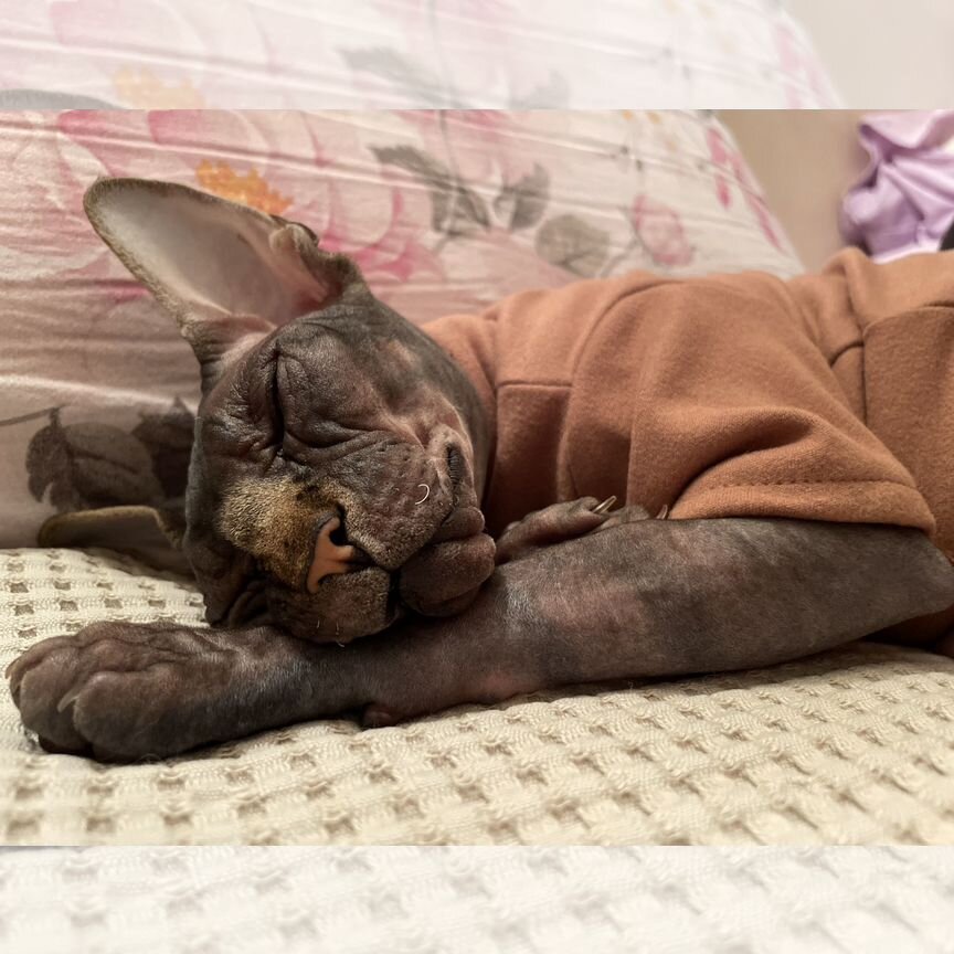 Кот сфинкс