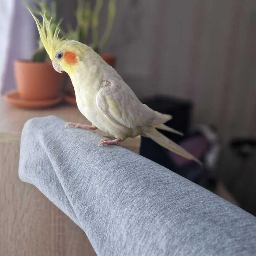 Попугай Корелла с клеткой