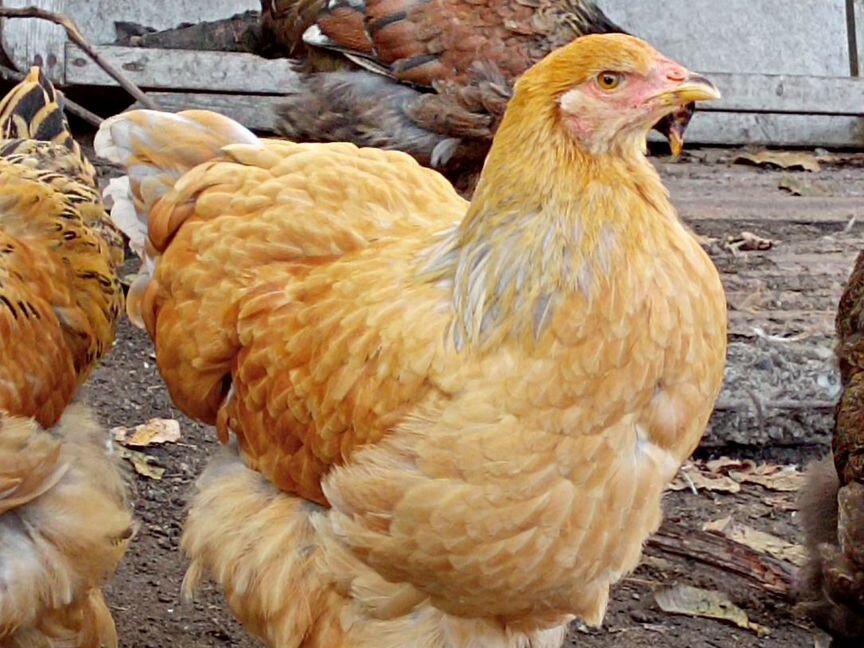 Куры породы Брама