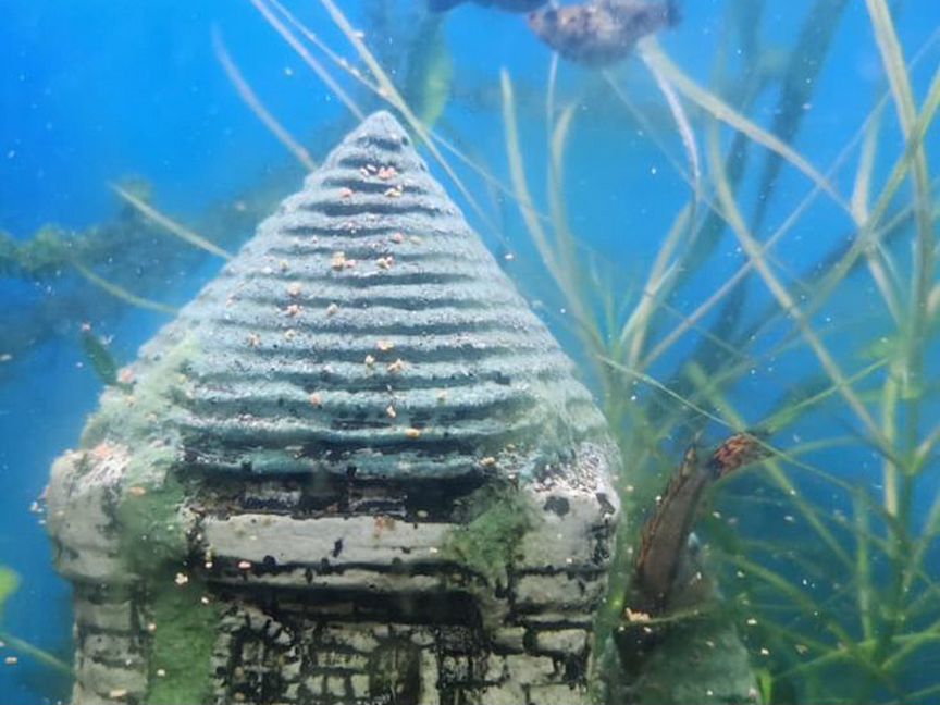 Продаются три подростка моллинезии баллон