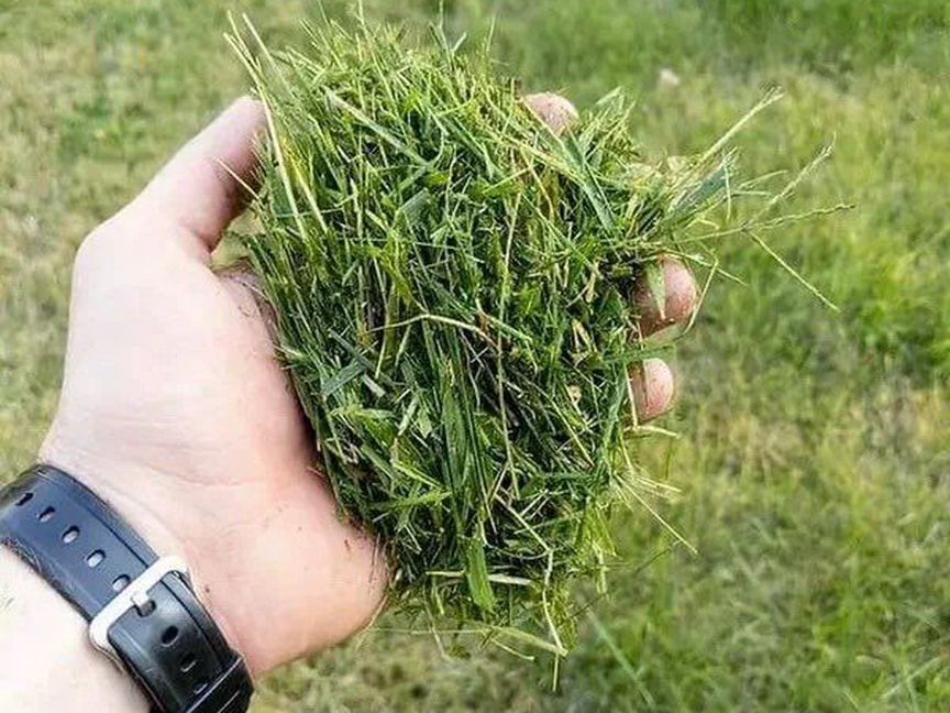 Скошенная трава