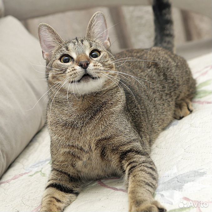 Котята в добрые руки Вжик