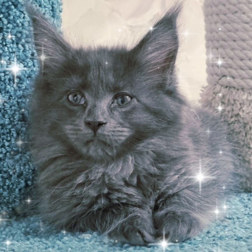 Мейн-кун котёнок