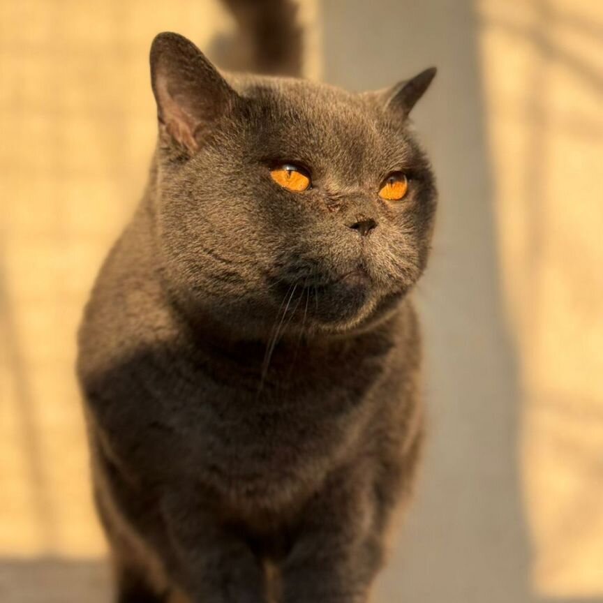 Кошка Биона британка