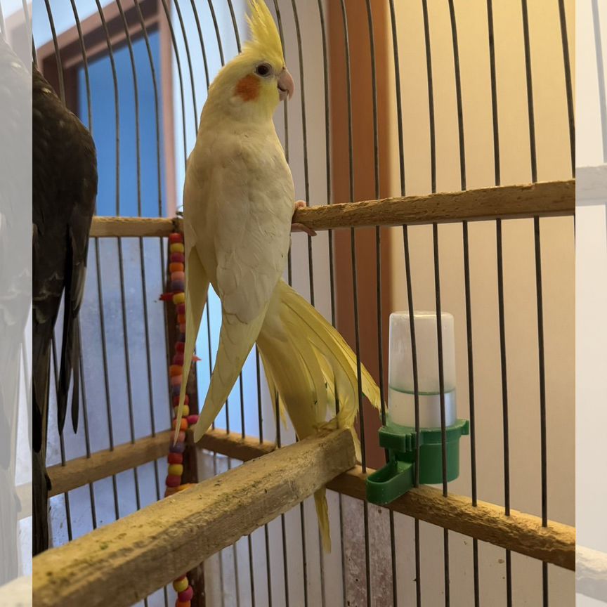 Волнистый попугай ручной