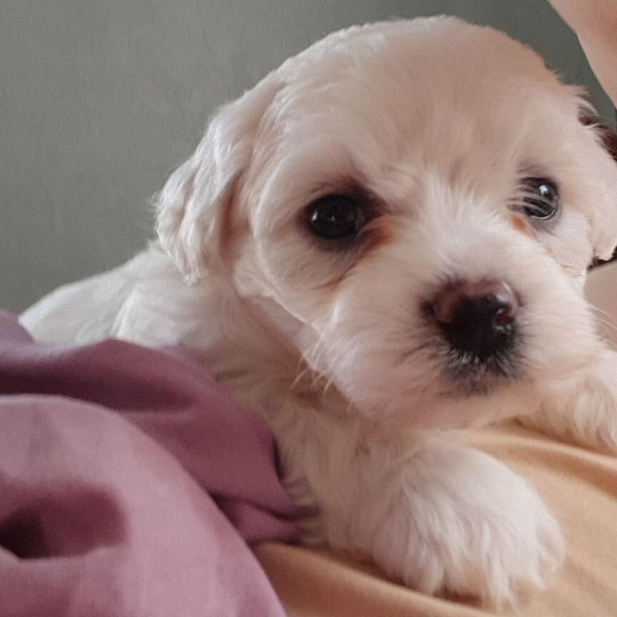 Малыши болонки