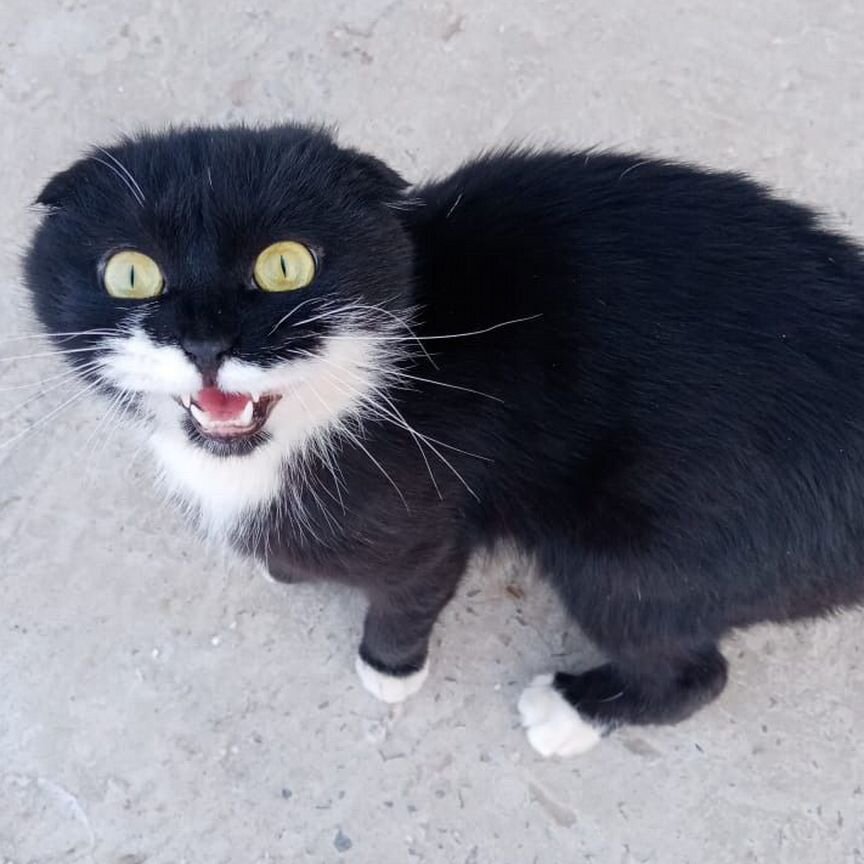 Кот в добрые руки