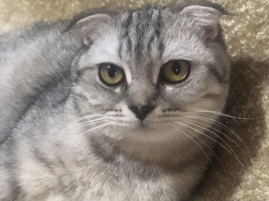 Шотландская