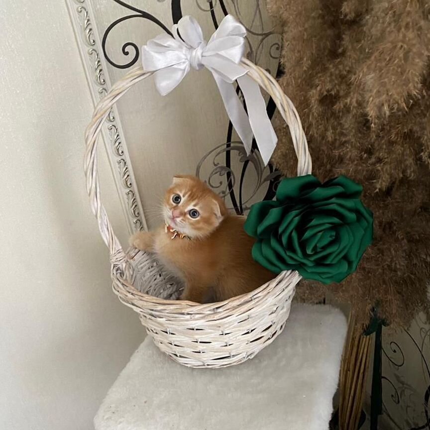 Рыжий котенок