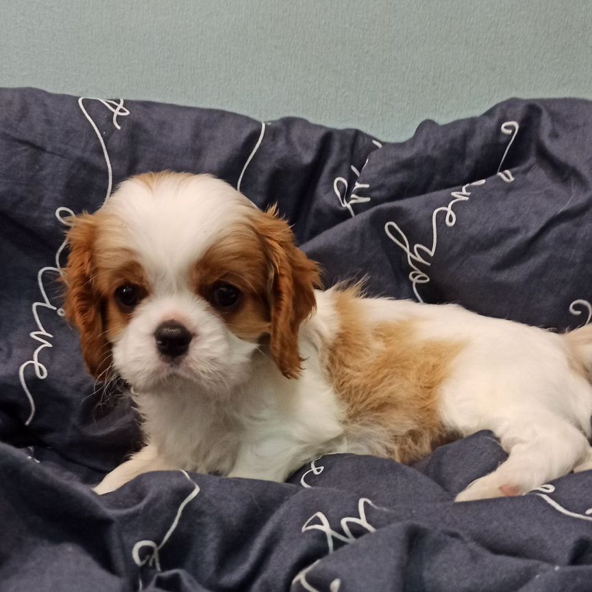 Щенки кавалер кинг чарльз спаниеля