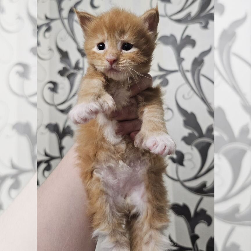 Котята мейн-кун полидакт