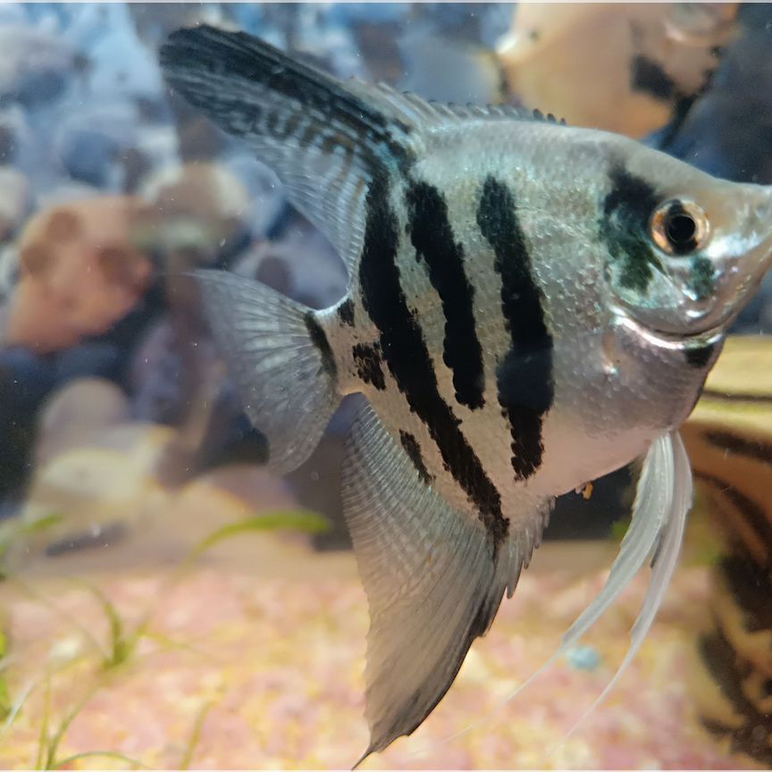 Скалярии кои