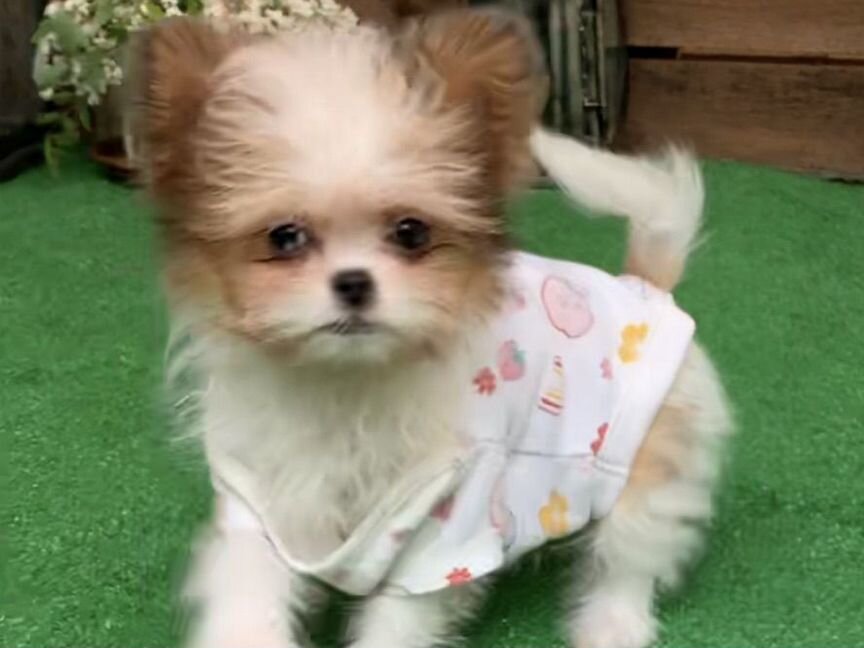 Щенки мальтипу f1 мини тэдди