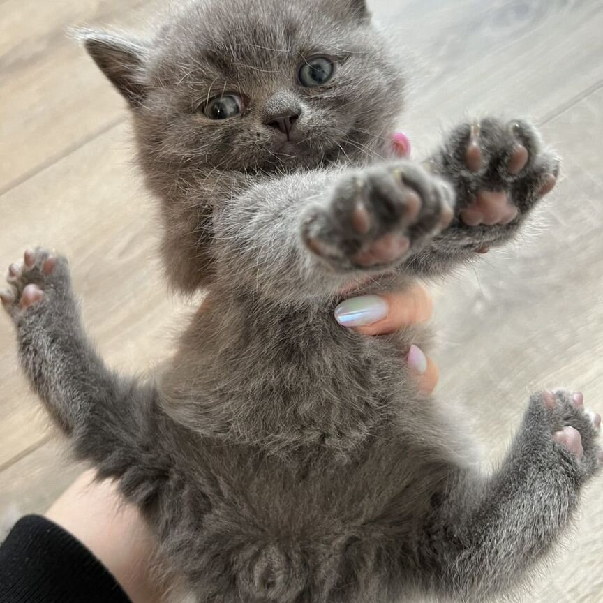 Британские котята