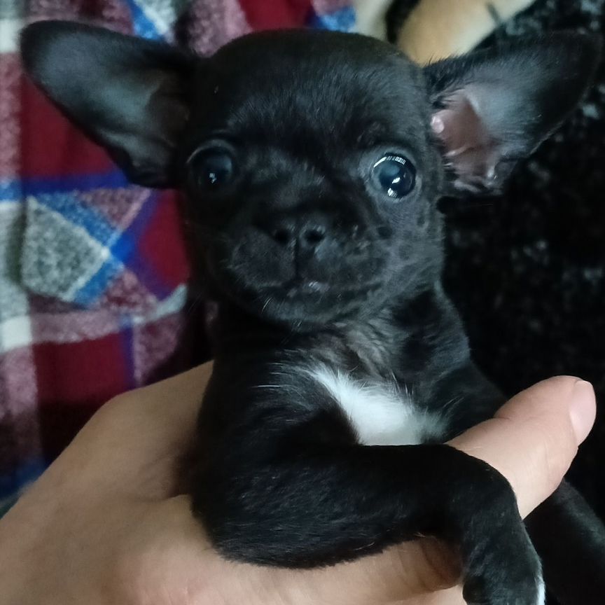 Чихуахуа, щенок