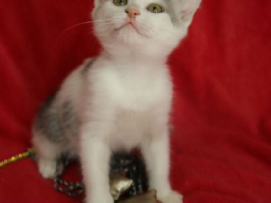 Котенок Платон