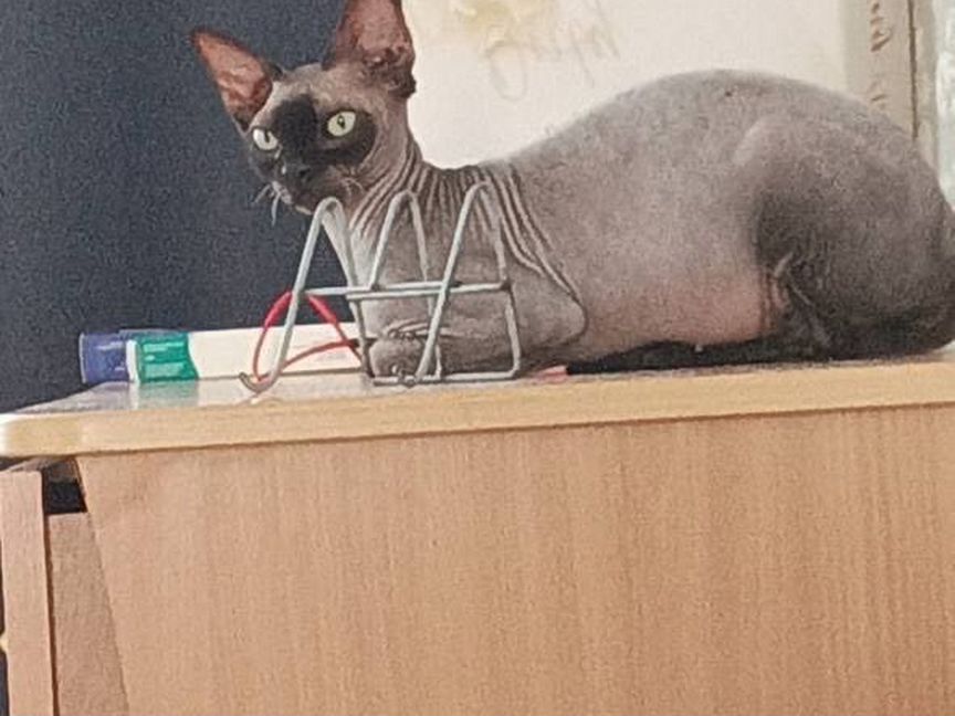 Отдам бесплатно сфинкс