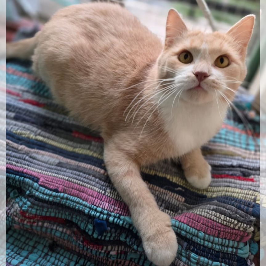 Ласковый рыжий кот