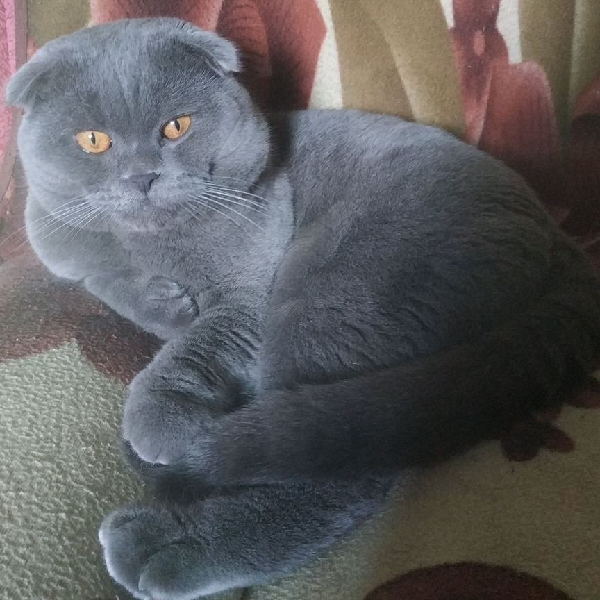 Шотландская вислоухая