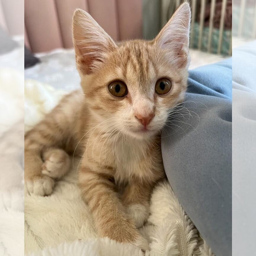 Отдадим котят