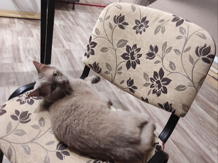 Котик бесплатно