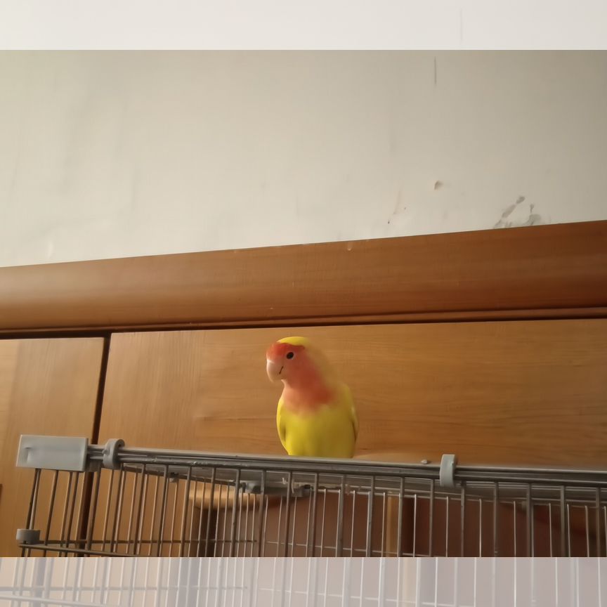 Самка неразлучника 5 лет