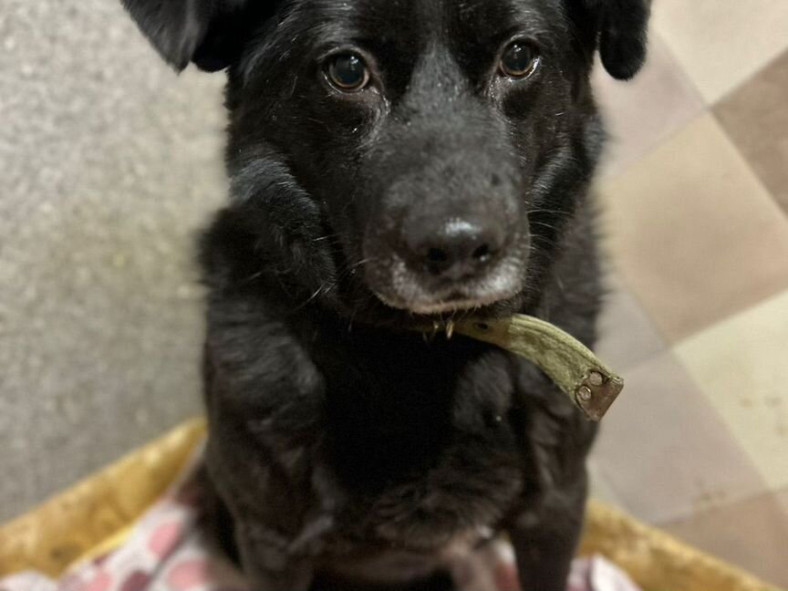 Собака в добрые руки, Миша