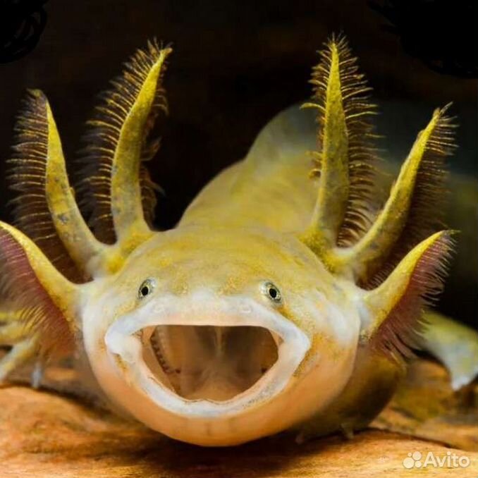 Жёлтый аксолотль купить в магазине