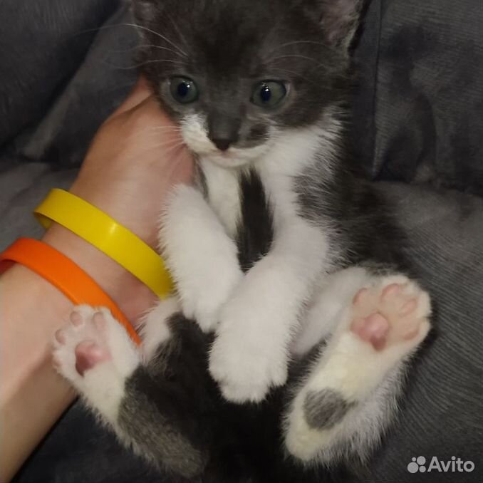 Кошенька,кошка,котёнок,1 месяц,11 июля мэнкс