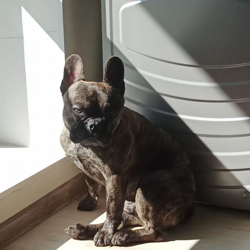 Французский бульдог отдам бесплатно в добрые руки