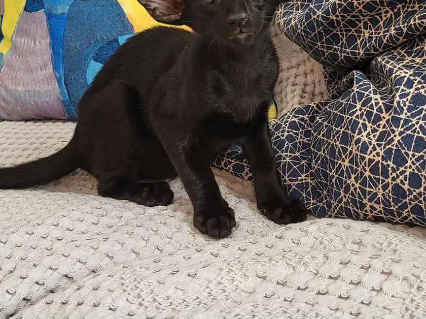 Ориентальные котята