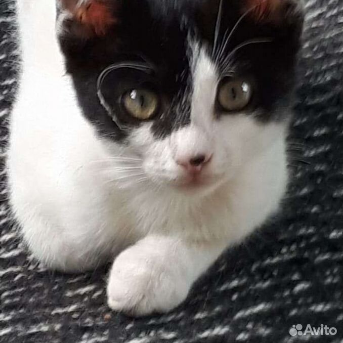 Котята в добрые руки 10р