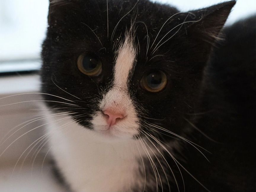 Маркиза из приюта ищет дом