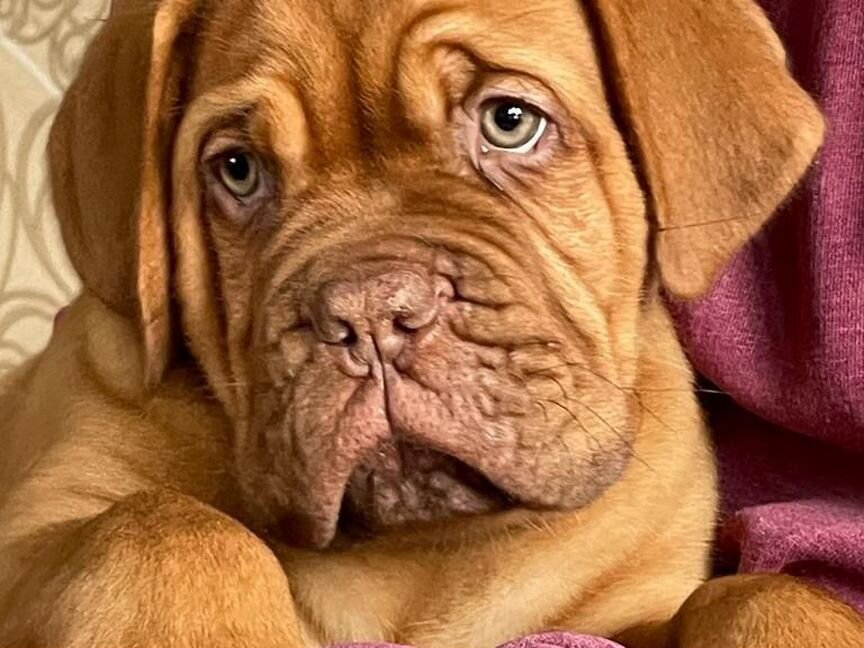 Щенок бордоского дога